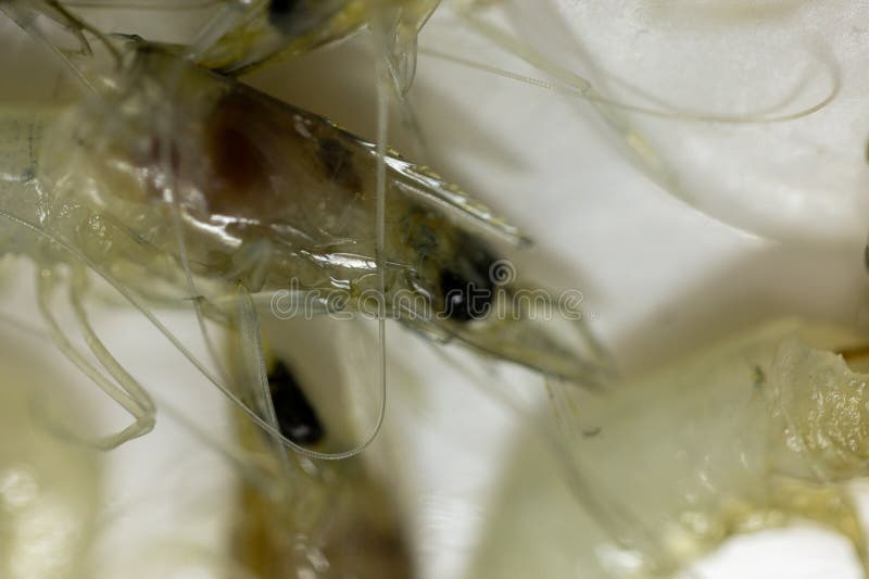Bacteria in Shrimp in the Laboratory. Stock Image - Image of market ...