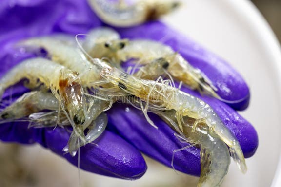 Bacteria in Shrimp in the Laboratory. Stock Image - Image of veterinary ...