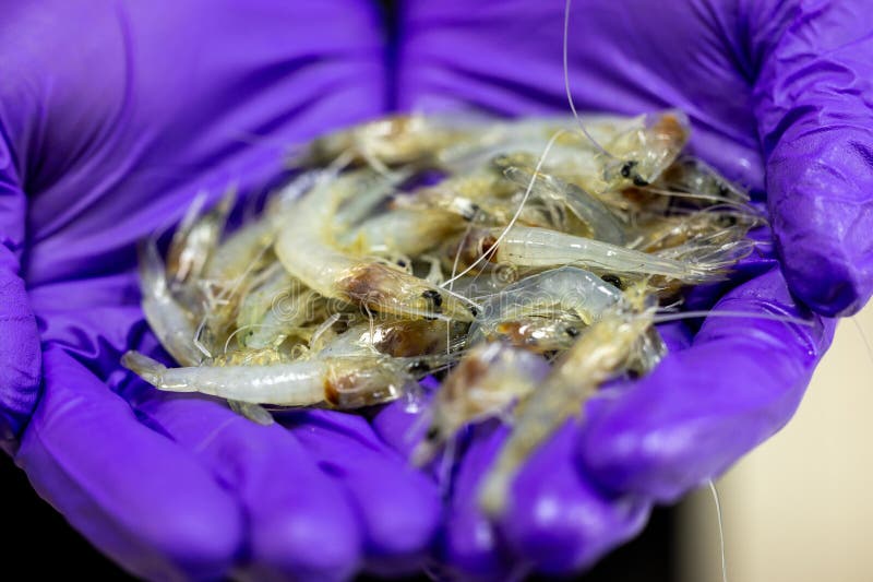 Bacteria in Shrimp in the Laboratory. Stock Image - Image of laboratory ...