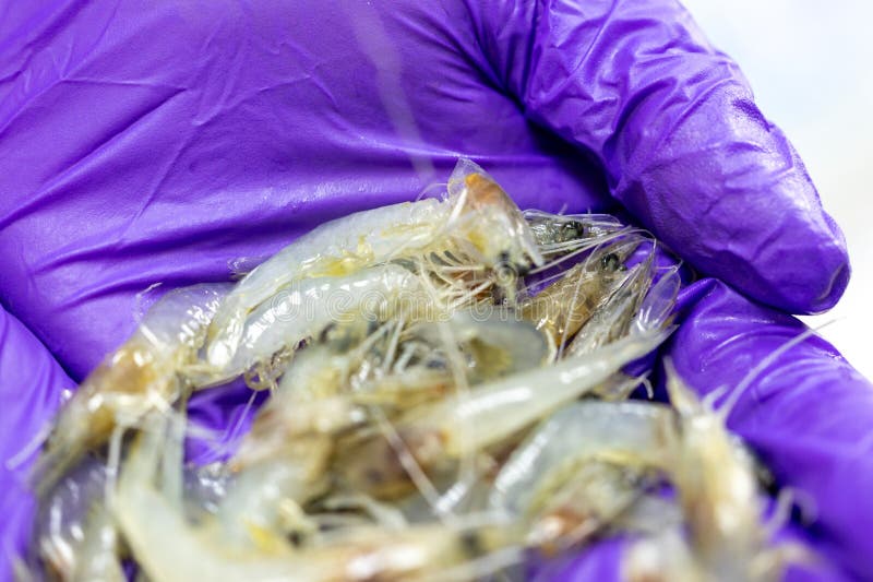 Bacteria in Shrimp in the Laboratory. Stock Image - Image of farm, cell ...