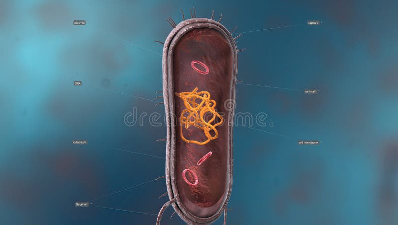 Bacteria are a Simple Form of Life Known As Prokaryotes Stock ...