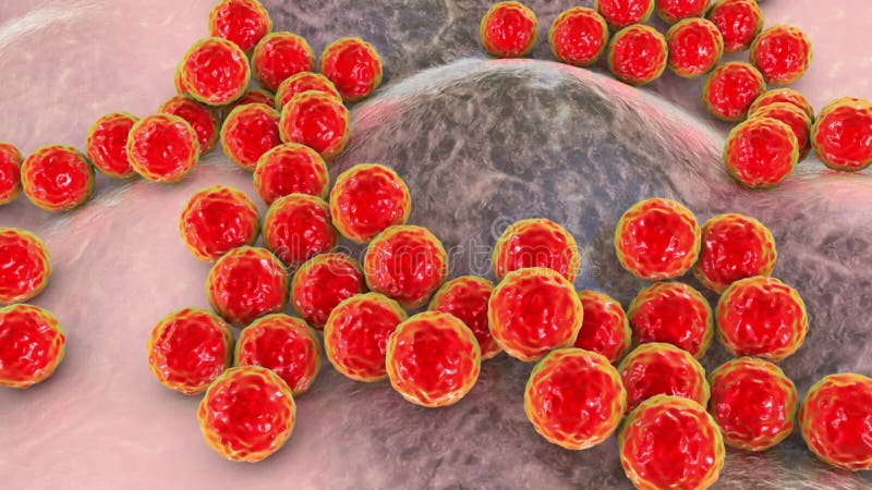 Bacteria Staphylococcus Aureus, 3D Animation Stock Video - Video of ...