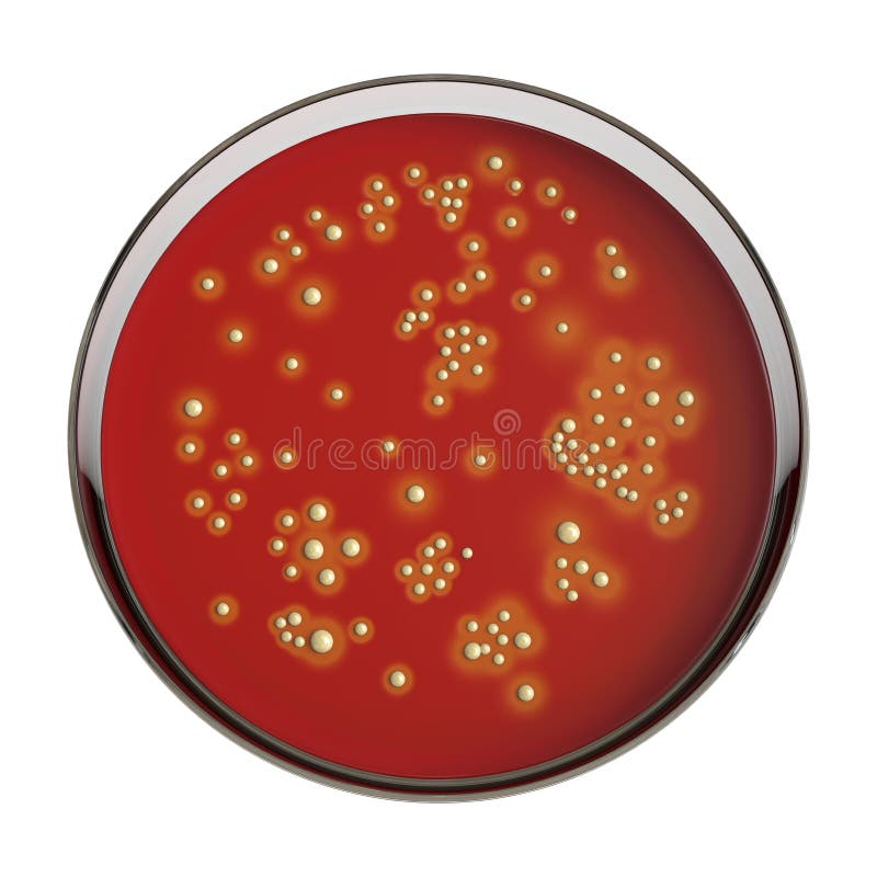 Bacteria Staphylococcus Aureus, 3D Illustration Stock Illustration ...