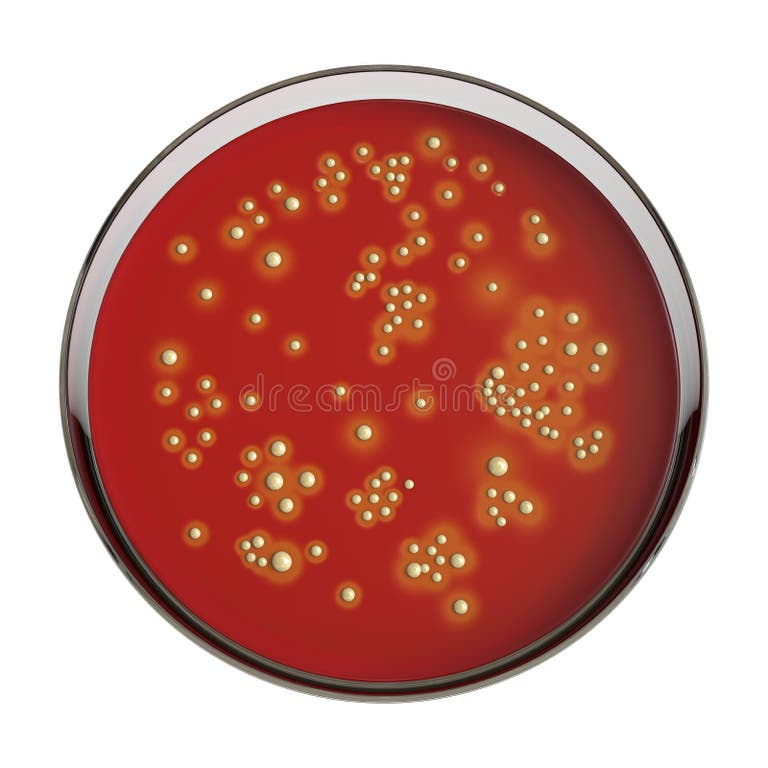 Bacteria Staphylococcus Aureus, 3D Illustration Stock Illustration ...