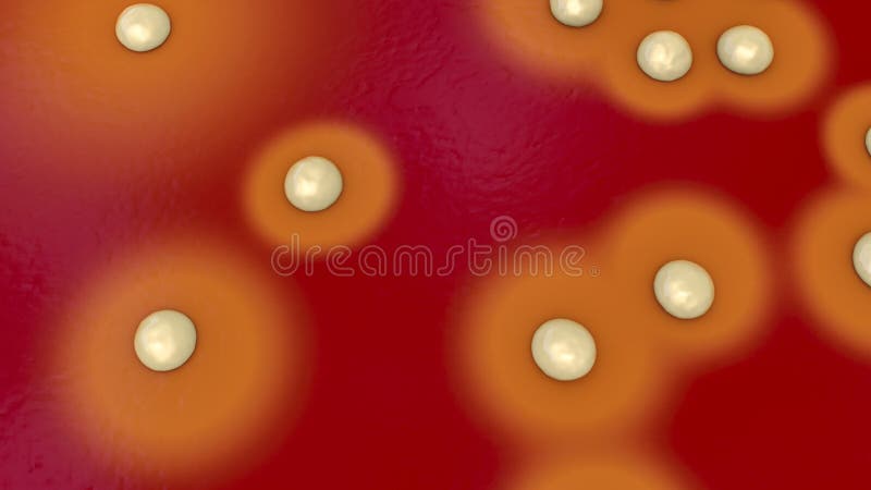 Bacteria Staphylococcus Aureus, 3D Illustration Stock Illustration ...
