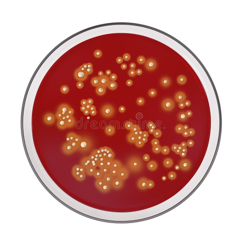 Bacteria Staphylococcus Aureus, 3D Illustration Stock Illustration ...
