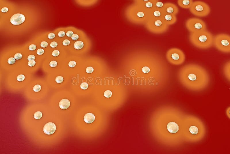 Bacteria Staphylococcus Aureus, 3D Illustration Stock Illustration ...