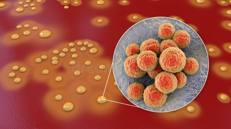 Bacteria Staphylococcus Aureus, 3D Illustration Stock Illustration ...
