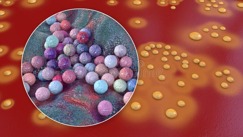 Bacteria Staphylococcus Aureus, 3D Illustration Stock Illustration ...