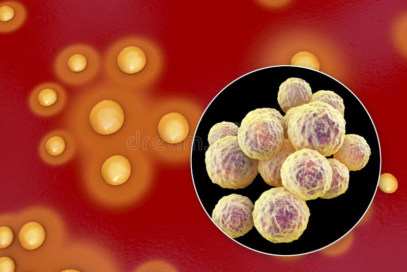 Bacteria Staphylococcus Aureus, 3D Illustration Stock Illustration ...