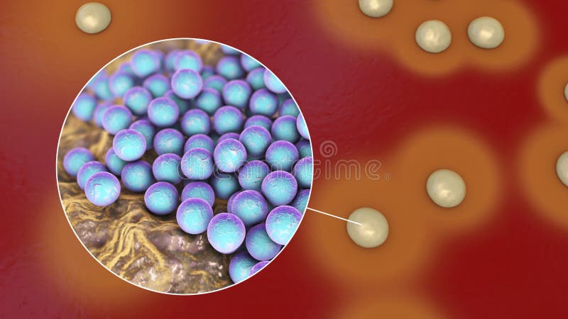 Bacteria Staphylococcus Aureus, 3D Illustration Stock Illustration ...