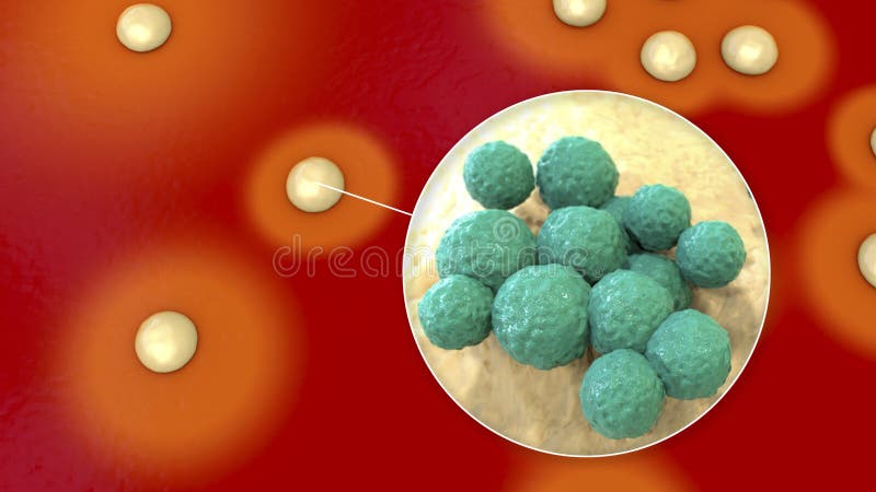 Bacteria Staphylococcus Aureus, 3D Illustration Stock Illustration ...