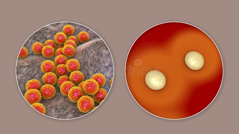Bacteria Staphylococcus Aureus, 3D Illustration Stock Illustration ...