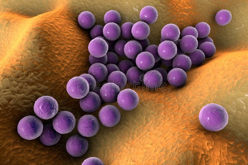 Bacteria Staphylococcus Aureus Stock Illustration - Illustration of ...