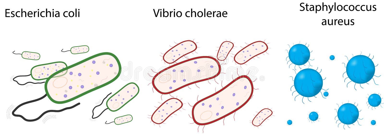 Escherichia Coli Structure Diagram Stock Vector - Illustration of ...