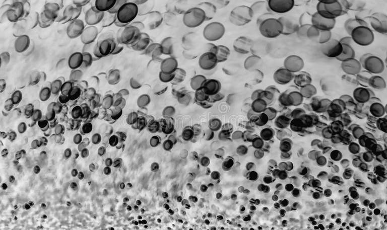 419 Syphilis Bacteria Stock Photos - Free & Royalty-Free Stock Photos ...