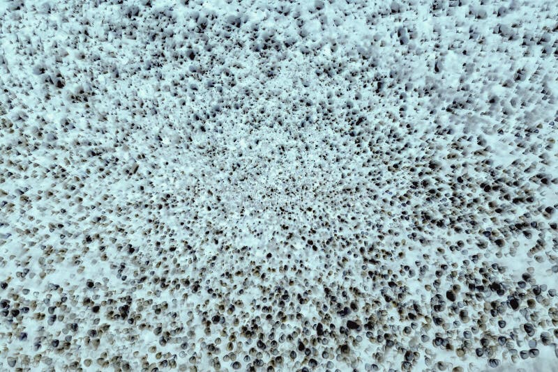 Bacteria Under the Microscope Background Stock Photo - Image of herpes ...