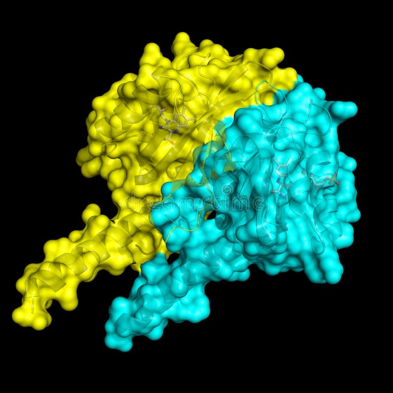 Bacterial Blue Light Receptor YtvA Stock Illustration - Illustration of ...