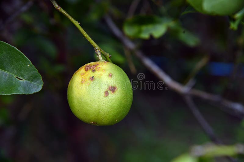Bacterial Canker on Lime Fruit Stock Photo - Image of bacterial ...