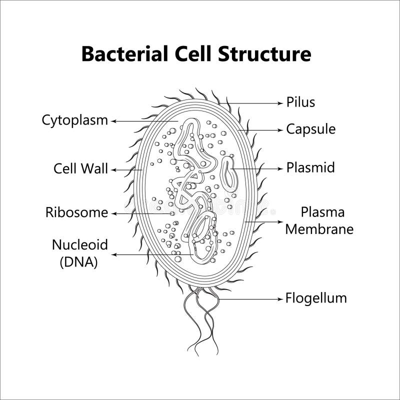 Bacterial Cell Anatomy Labeling Structures on a Bacillus Cell with ...