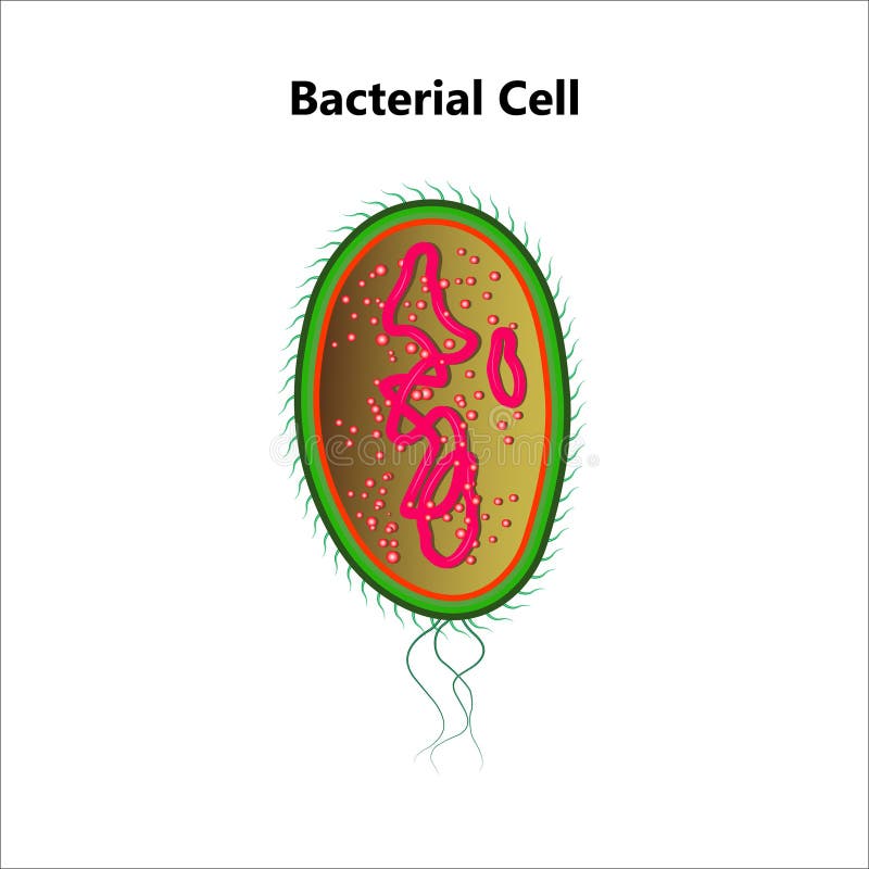 Bacterial Cell Anatomy Labeling Structures on a Bacillus Cell with ...