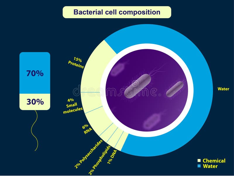 Bacterial cell composition stock illustration. Illustration of medicine ...