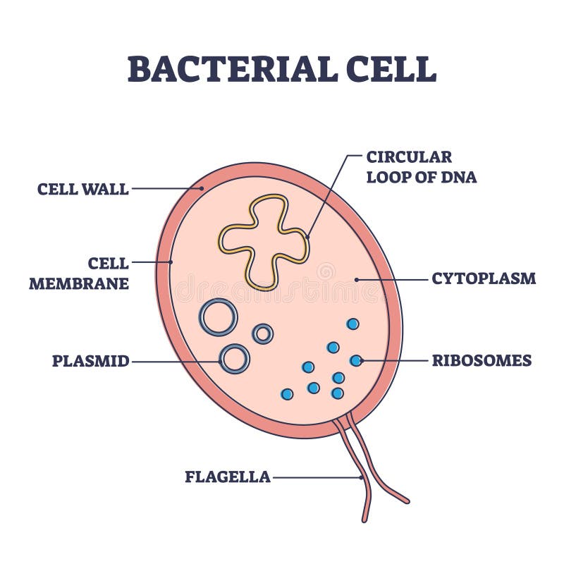 Ribosomes Diagram Labeled
