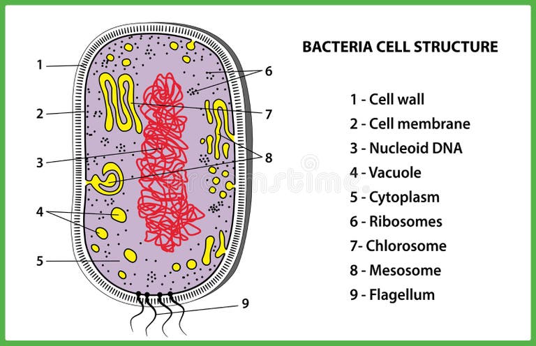 Mesosome Stock Illustrations – 108 Mesosome Stock Illustrations ...