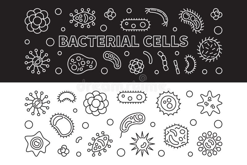 Bacterial Cells Round Vector Outline Simple Illustration Stock Vector ...