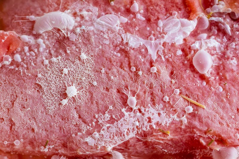 Closeup of a Bacterial Cololny with Mold Cells on Red Bacground Stock ...