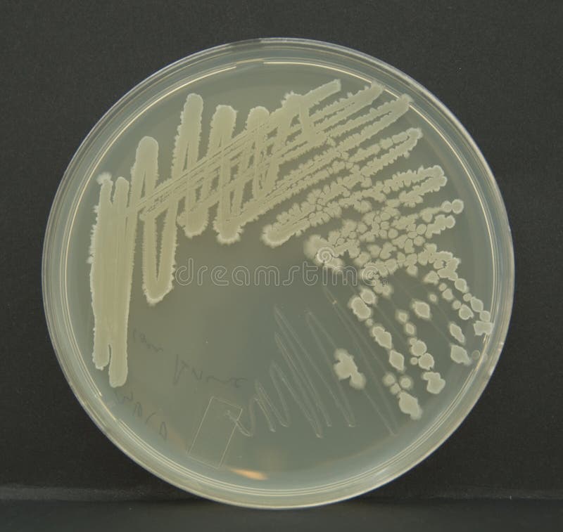 Enterobacter Aerogenes Streak Plate