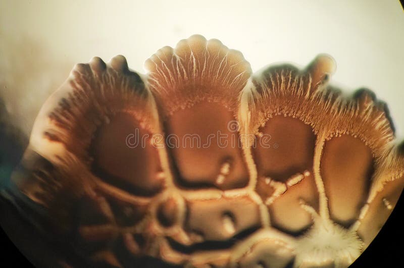 648 Beautiful Under Microscope Stock Photos - Free & Royalty-Free Stock ...