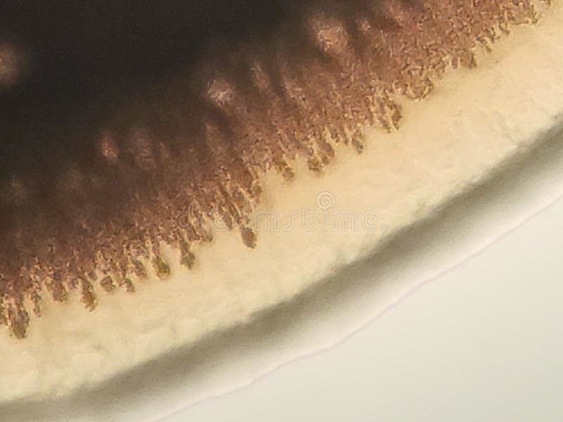 Microscope View of a Bacterial Colonies Stock Image - Image of ...