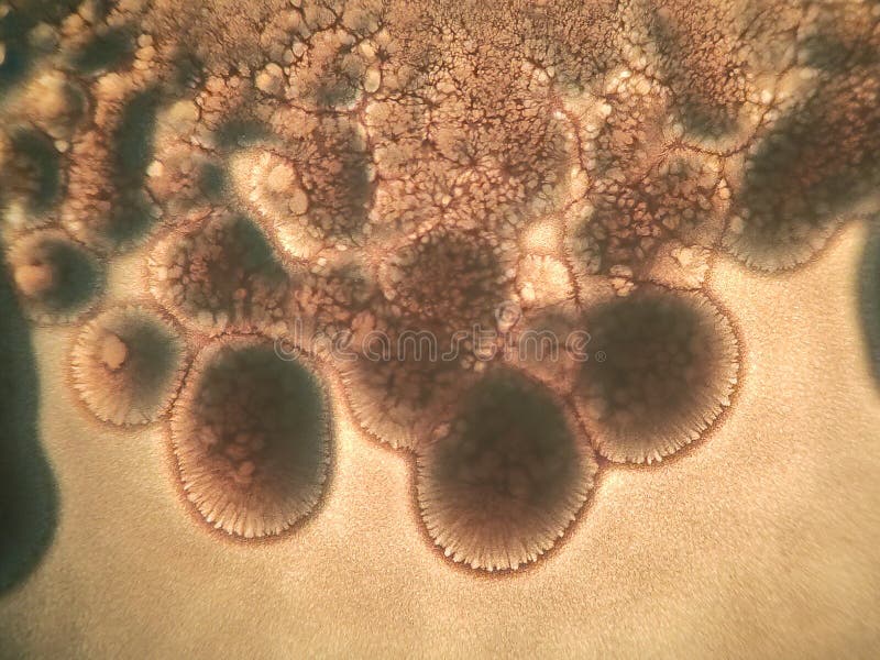 Microscope View of a Bacterial Colonies Stock Image - Image of colonies ...