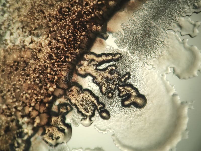 Bacterial Colony in a Petri Dish, Microscope View Stock Image - Image ...