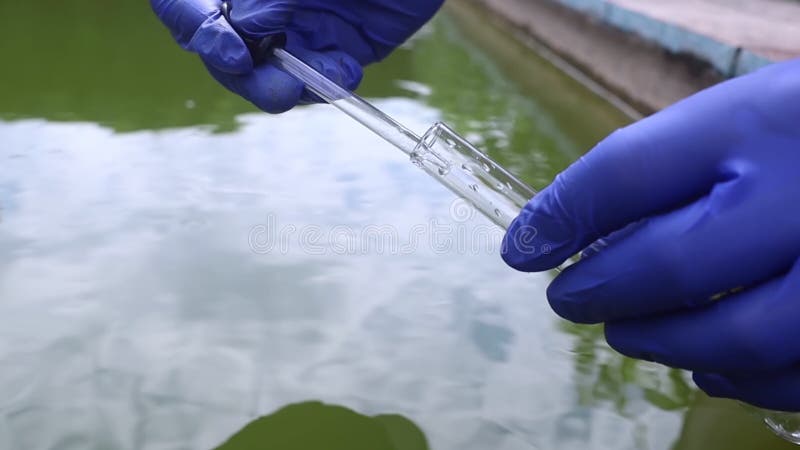Water Sample. Bacterial Control of Pool Water. Checking the Amount of ...