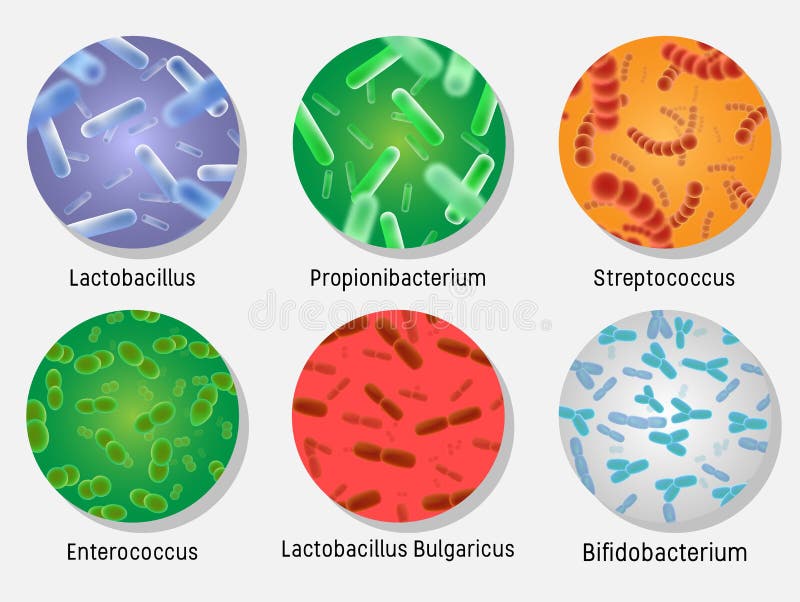 Probiotics. Lactic Acid Bacterium. Bifidobacterium, Lactobacillus ...