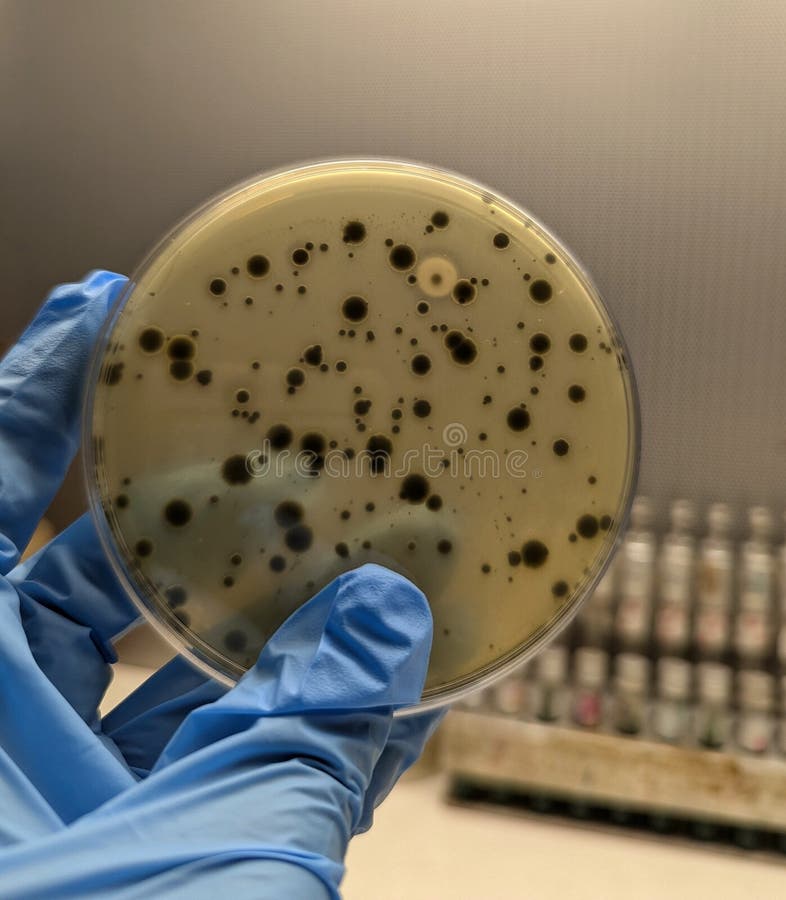 Yeast Animals Lava Stock Photos - Free & Royalty-Free Stock Photos from ...