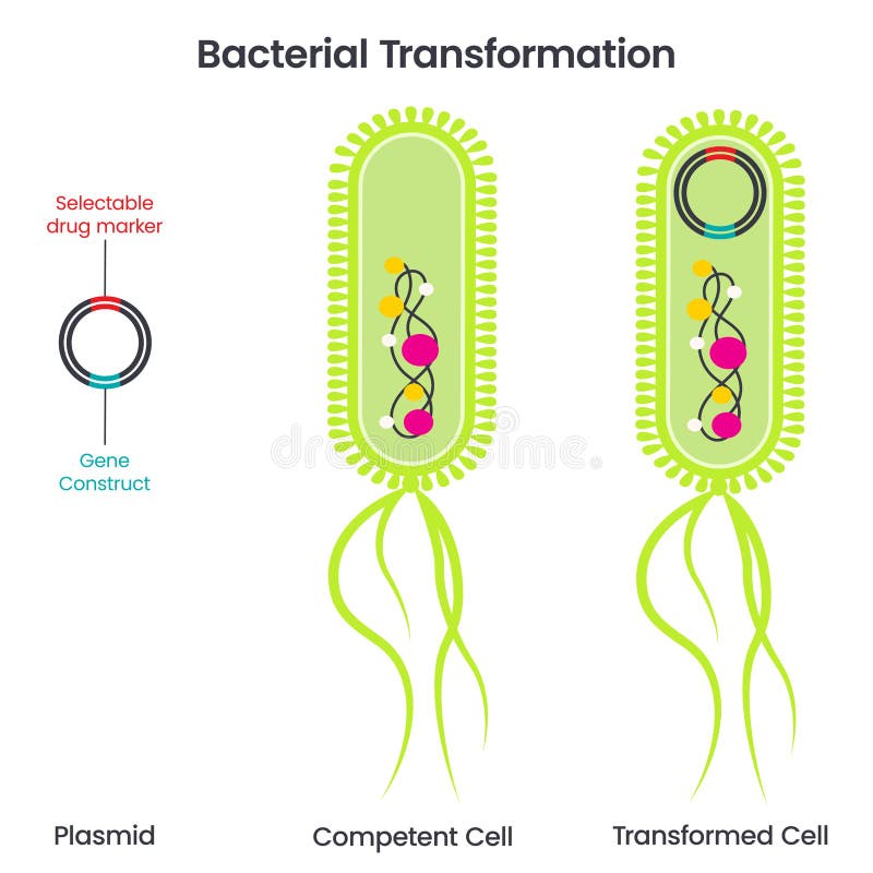 Horizontal Gene Transfer Via Transformation Scientific Stock Vector ...