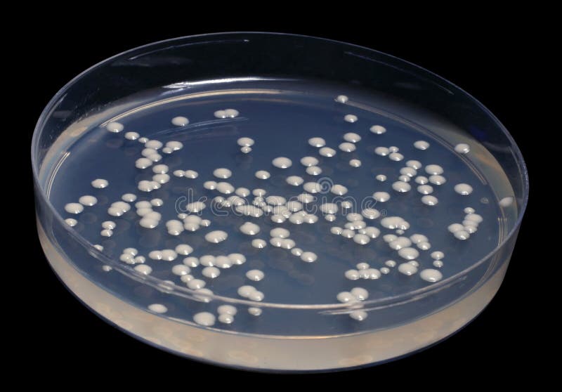 Colonias De Luteus Del Micrococo De Las Bacterias En Agar Tríptico De ...