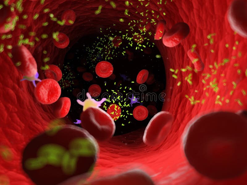 Bacterias in an artery stock illustration. Illustration of capillary ...