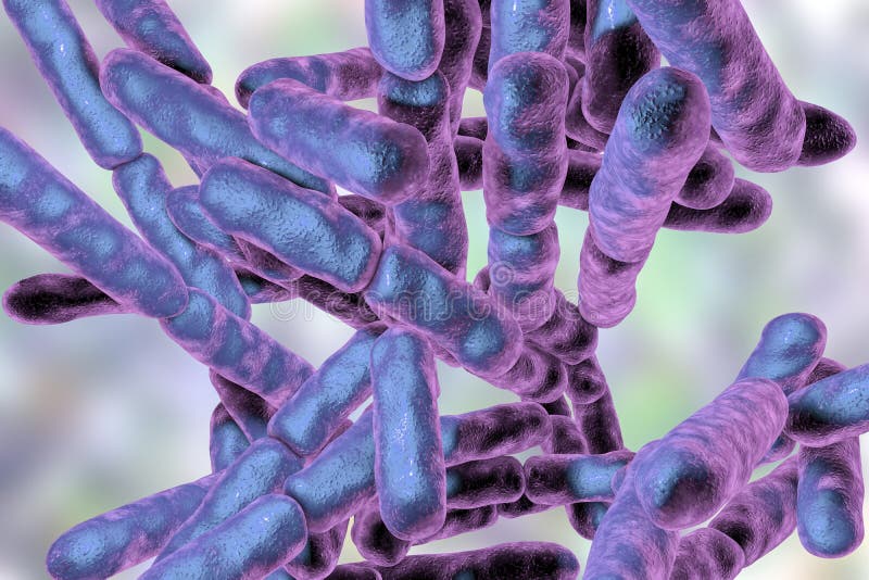 Bacterias Bifidobacterium, Bacterias Barra-formadas Anaerobias ...