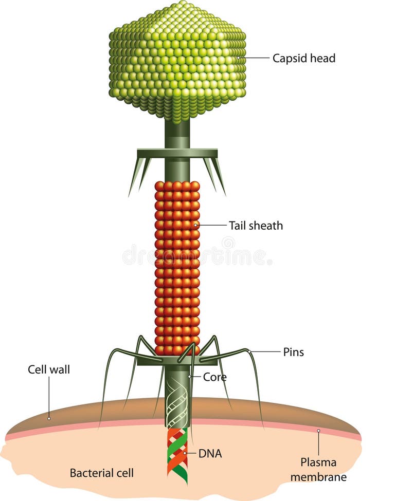 Bacteriophage Stock Illustrations – 1,405 Bacteriophage Stock ...