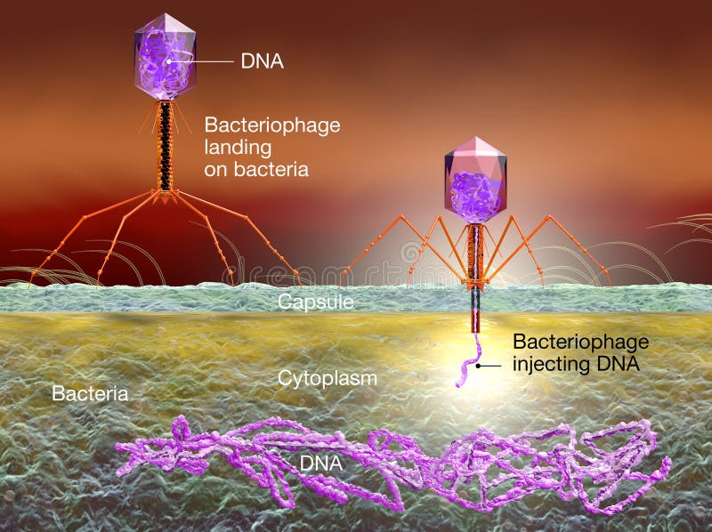 Escherichia Coli Bacteria E. Coli. Medically Accurate 3D Illustration ...