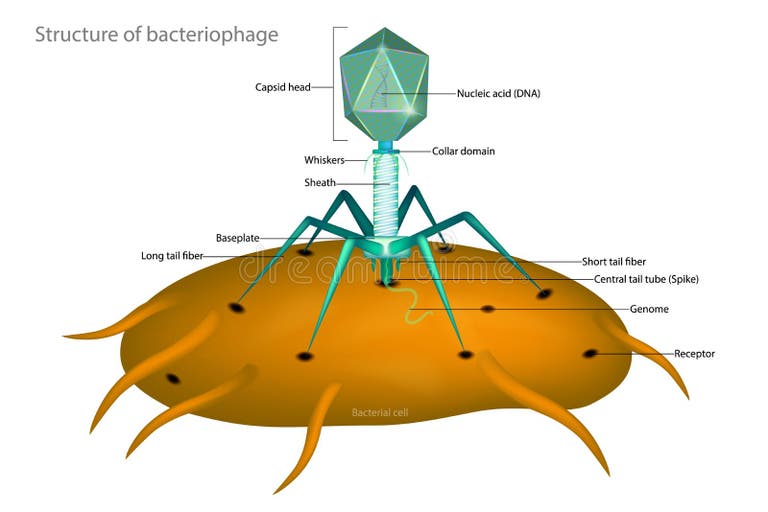 Archaea Cell Stock Illustrations – 347 Archaea Cell Stock Illustrations ...