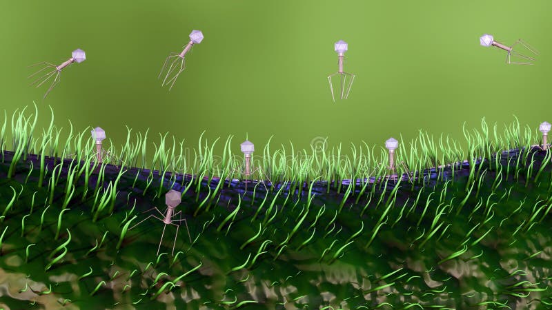 Bacteriophages that Infect and Destroy Bacteria. Stock Illustration ...