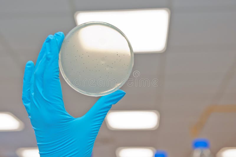 Bacteriophages in Laboratory Stock Photo - Image of germs, care: 37651816