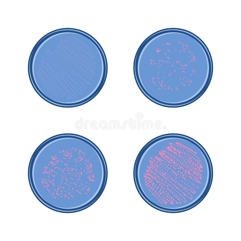 Bacterium Growth Vector in Dish Stock Vector - Illustration of ...