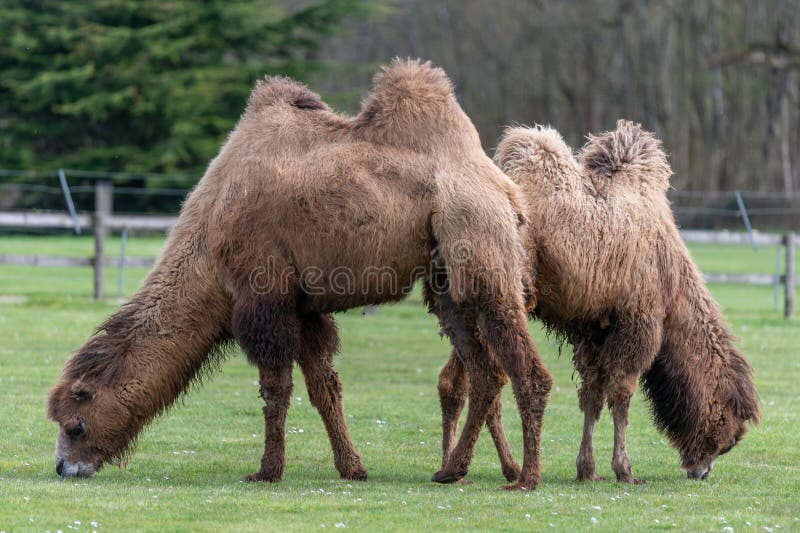 Bactiran Camels Stock Photos - Free & Royalty-Free Stock Photos from ...