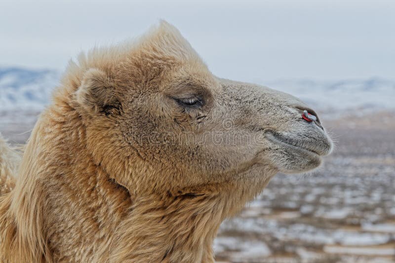 Head of a Bactrian Camel in the Desert, Mongolia Stock Image - Image of ...